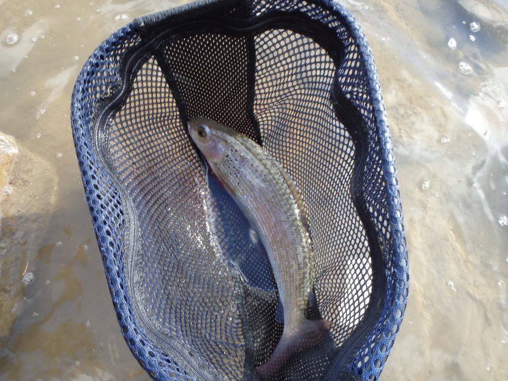 Shubha Pandit | PoeschLab