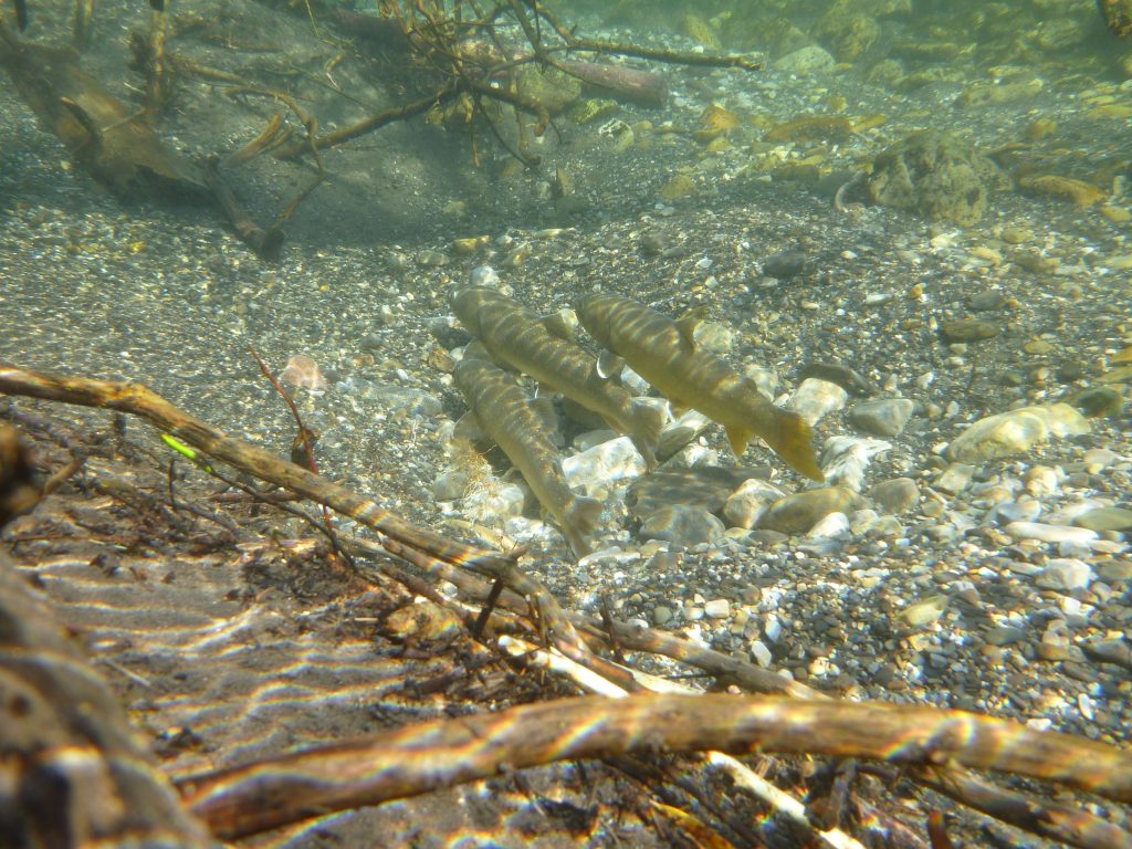 Bull Trout | PoeschLab