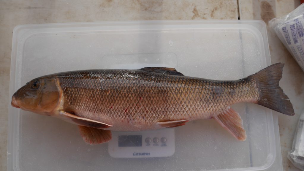 Alberta Species | PoeschLab