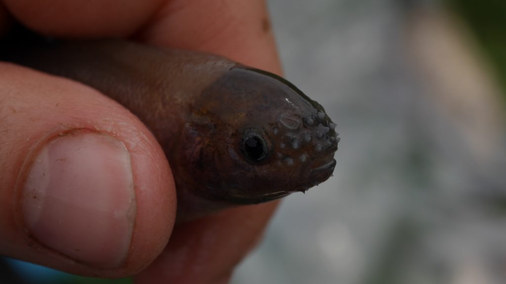 Alberta Species | PoeschLab