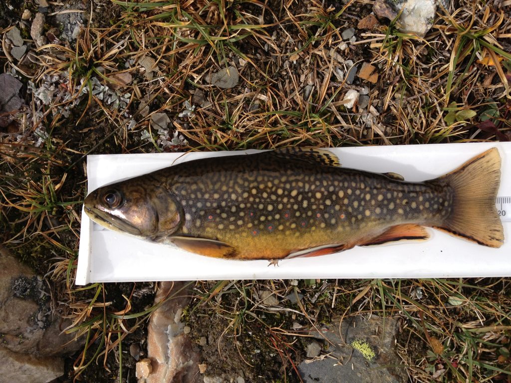 Alberta Species | PoeschLab