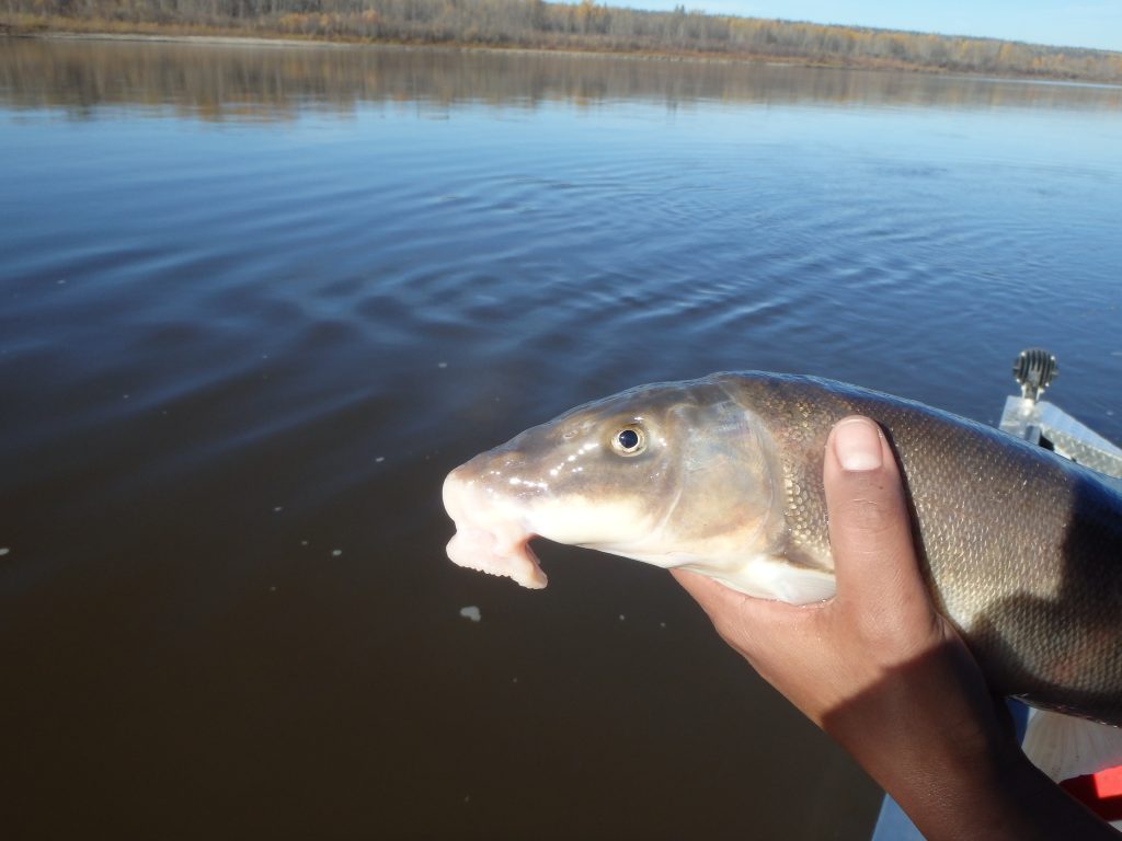 Alberta Species | PoeschLab