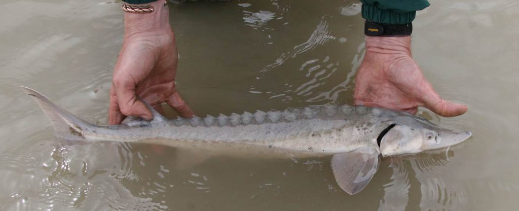 Lake Sturgeon | PoeschLab