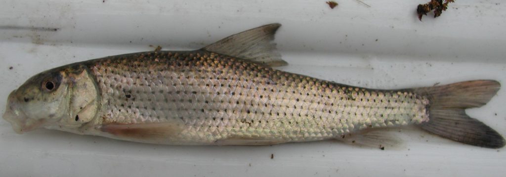 Other Cool Species | PoeschLab