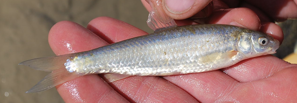 Western Silvery Minnow | PoeschLab