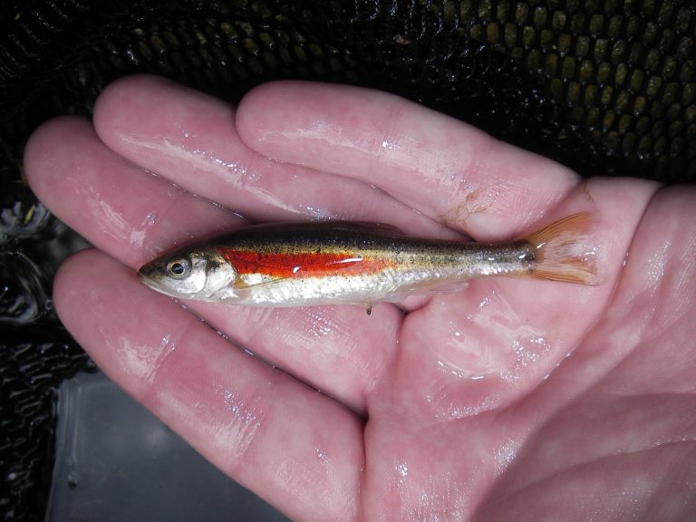 Redside Dace | PoeschLab