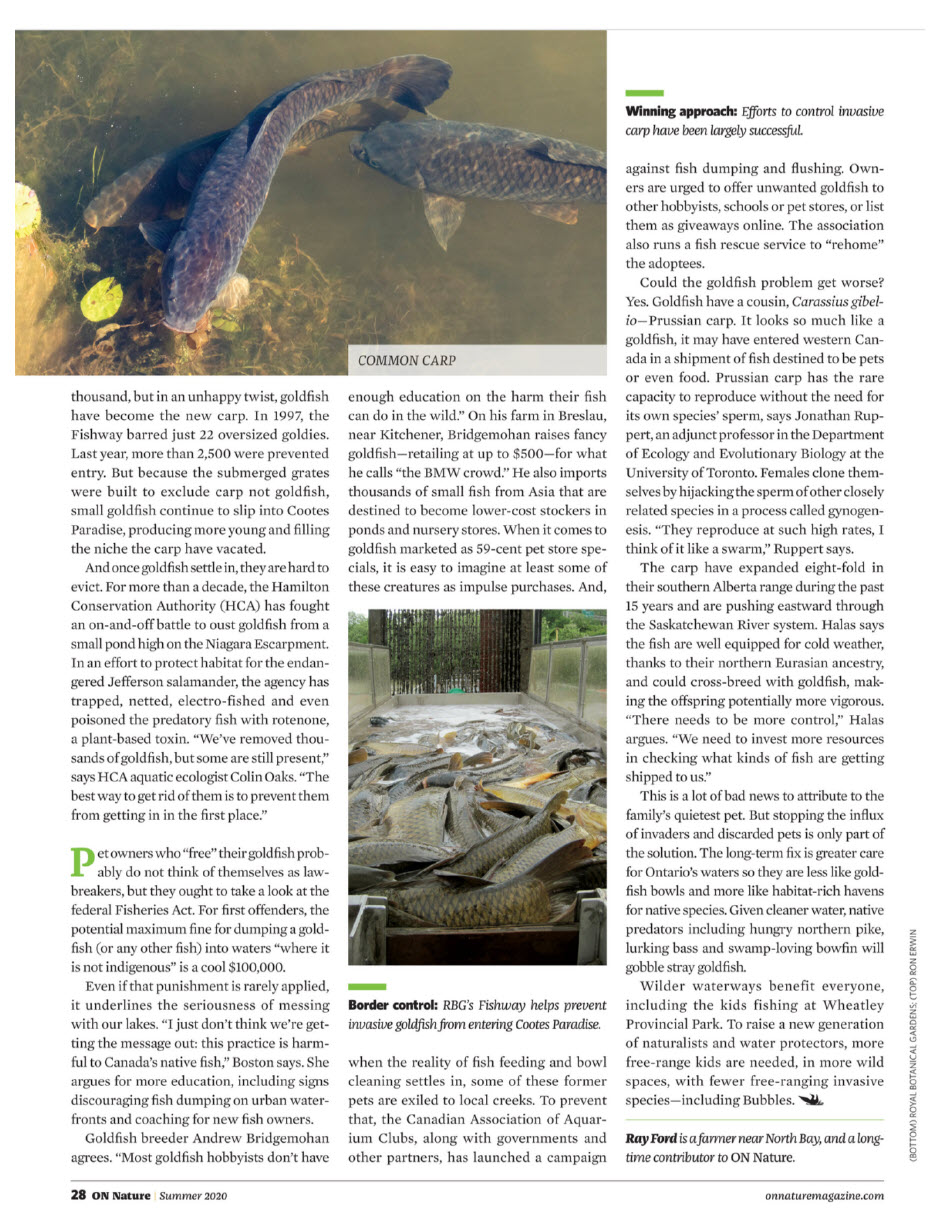 Research on Prussian Carp eradication highlighted in media (Magazine ...