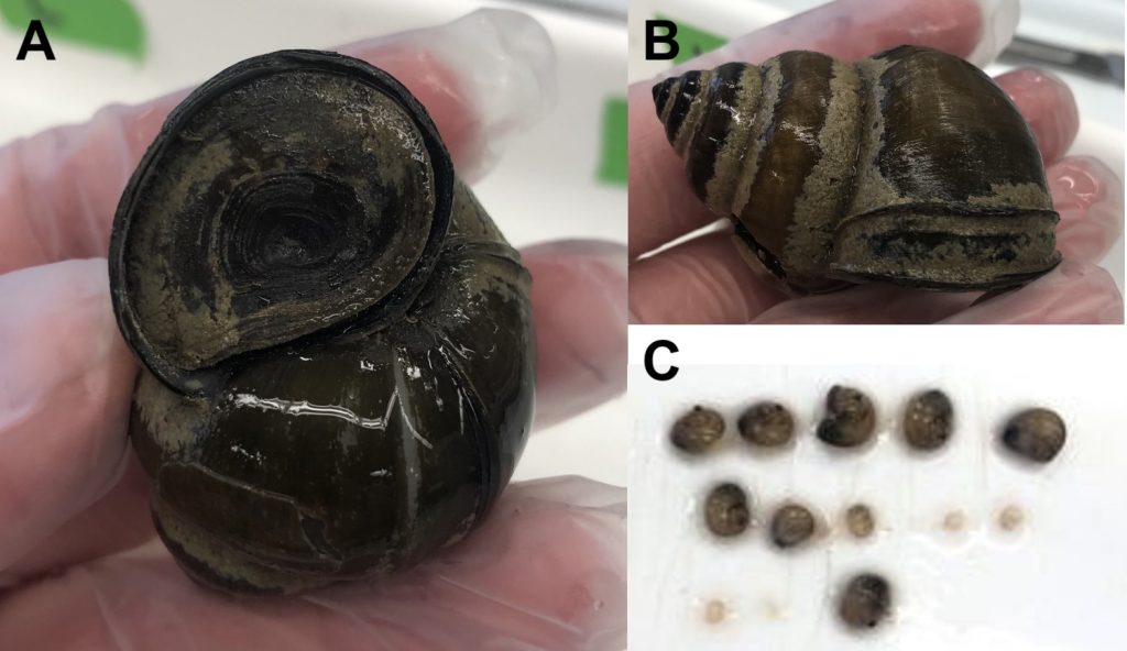 Chinese Mystery Snail | PoeschLab