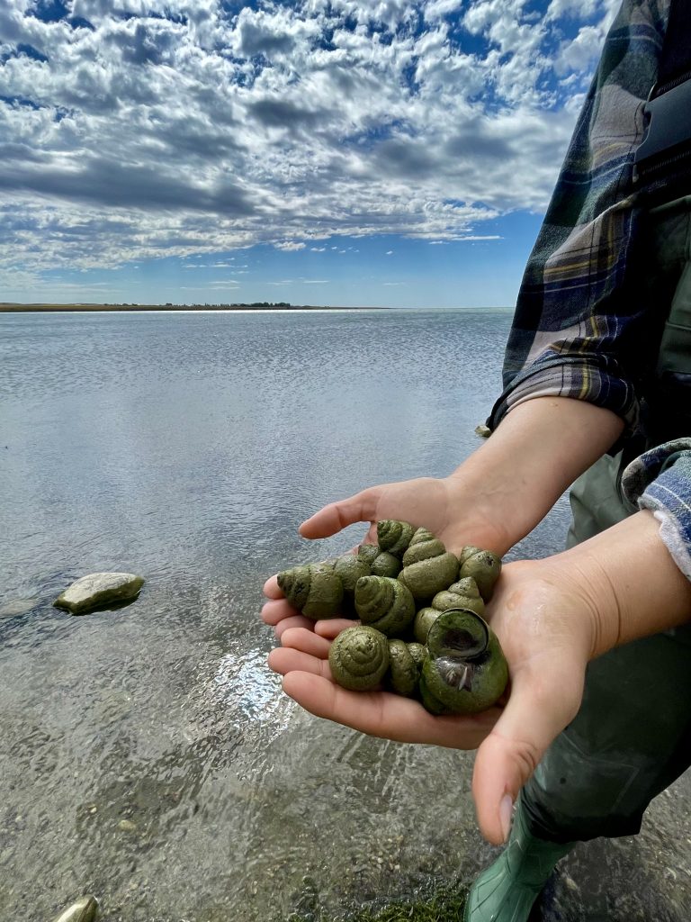 Chinese Mystery Snail | PoeschLab